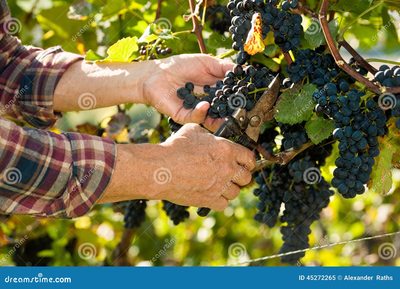 Man working in a vineyard stock image. Image of growth - 45272265