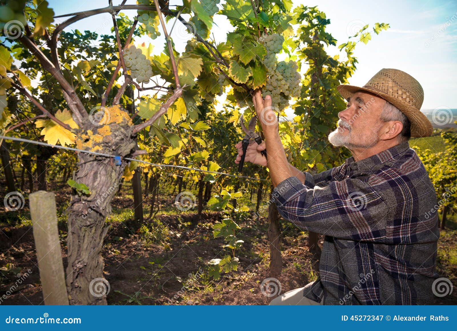 Man working in a vineyard stock image. Image of grape - 45272347