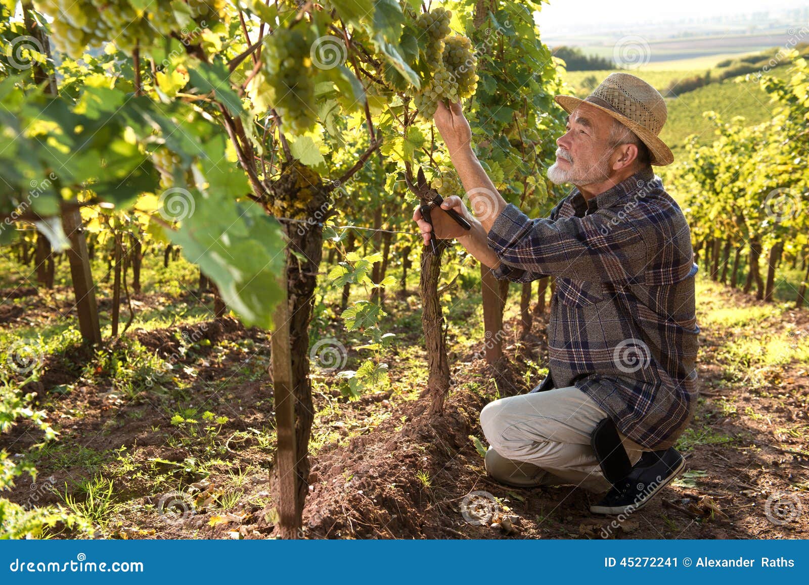 Man working in a vineyard stock image. Image of agriculture - 45272241