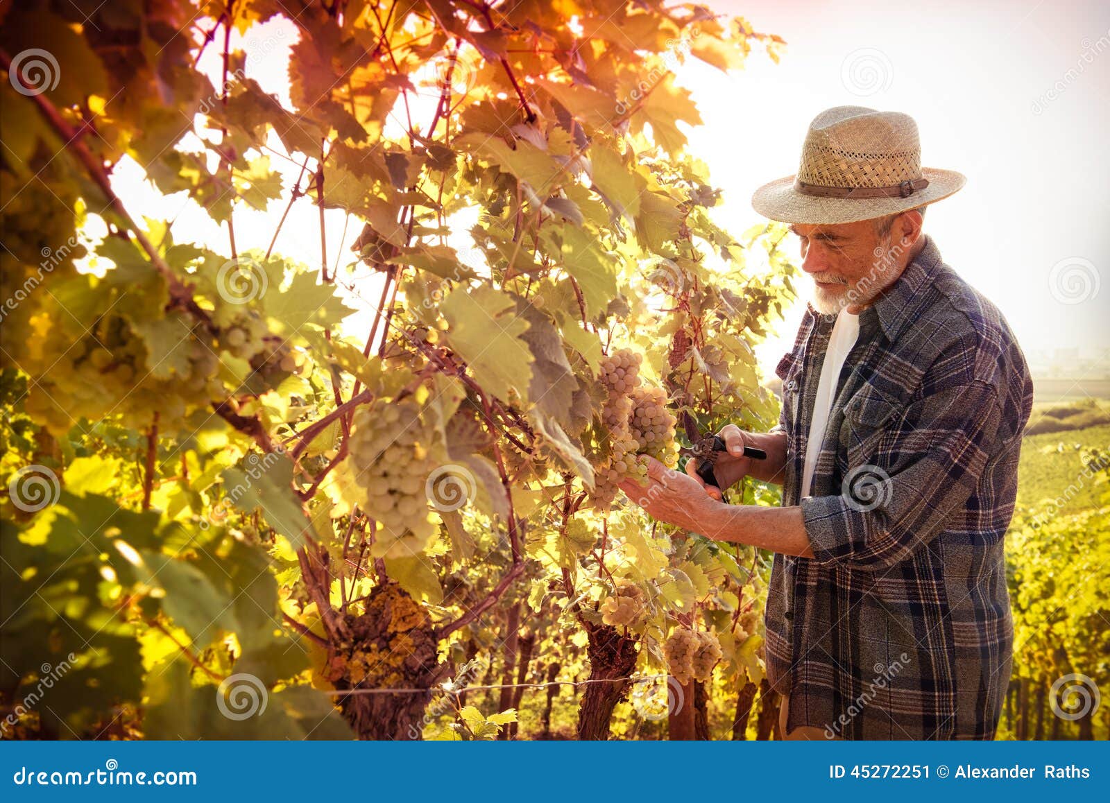 Man working in a vineyard stock image. Image of harvest - 45272251