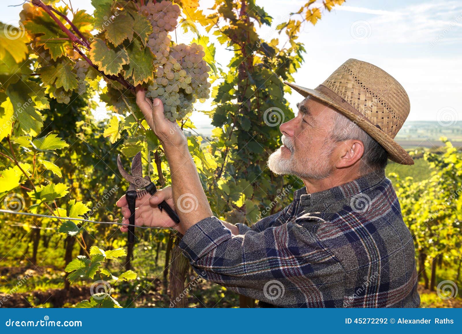Man working in a vineyard stock photo. Image of harvest - 45272292