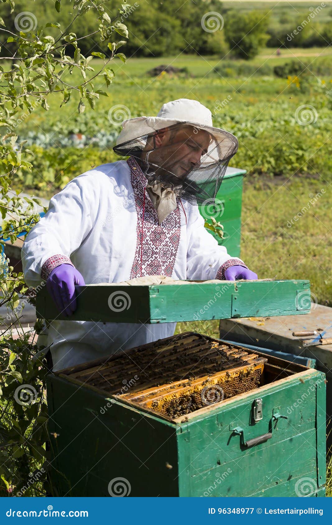 A man works in an apiary stock image. Image of guys, body - 96348977