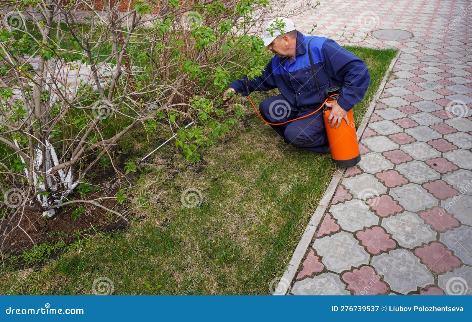 A Man Works in the Garden, Spraying Weeds from a Sprayer Stock Image ...