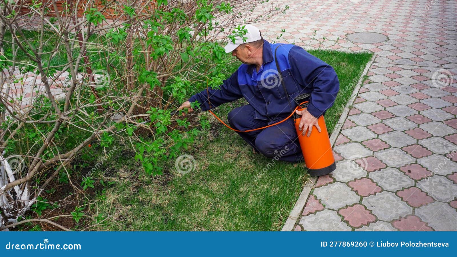 A Man Works in the Garden, Spraying Weeds from a Sprayer Stock Photo ...