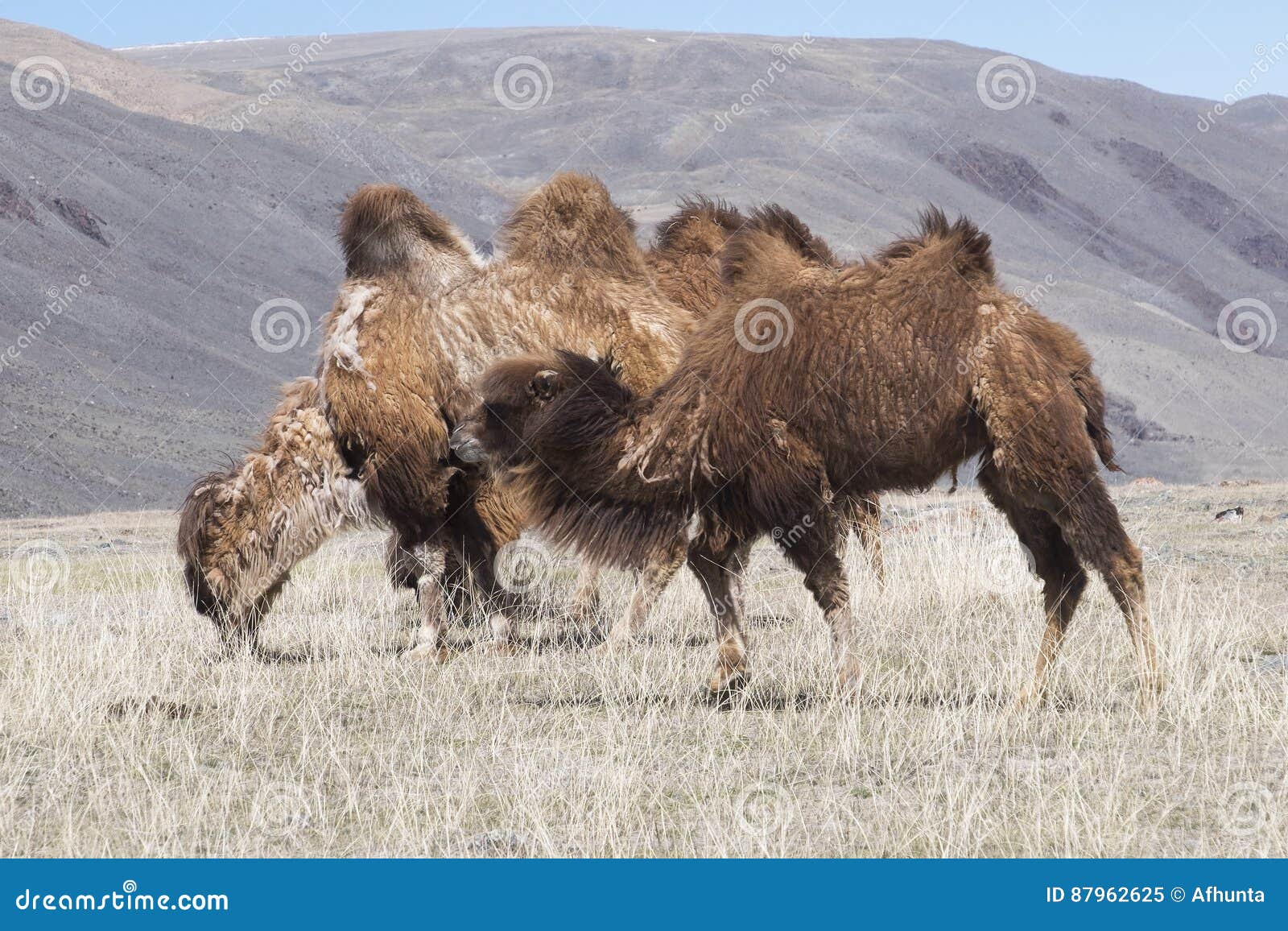Manada de bactriano imagen de archivo. Imagen de extremo - 87962625