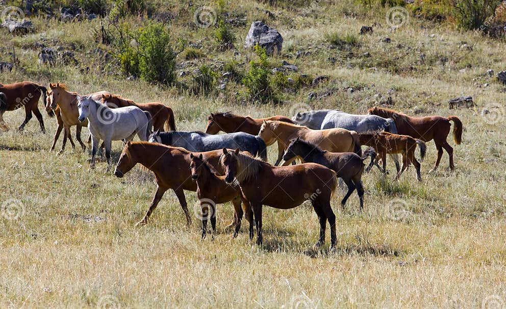 Manada de caballos imagen de archivo. Imagen de pasto - 11603331