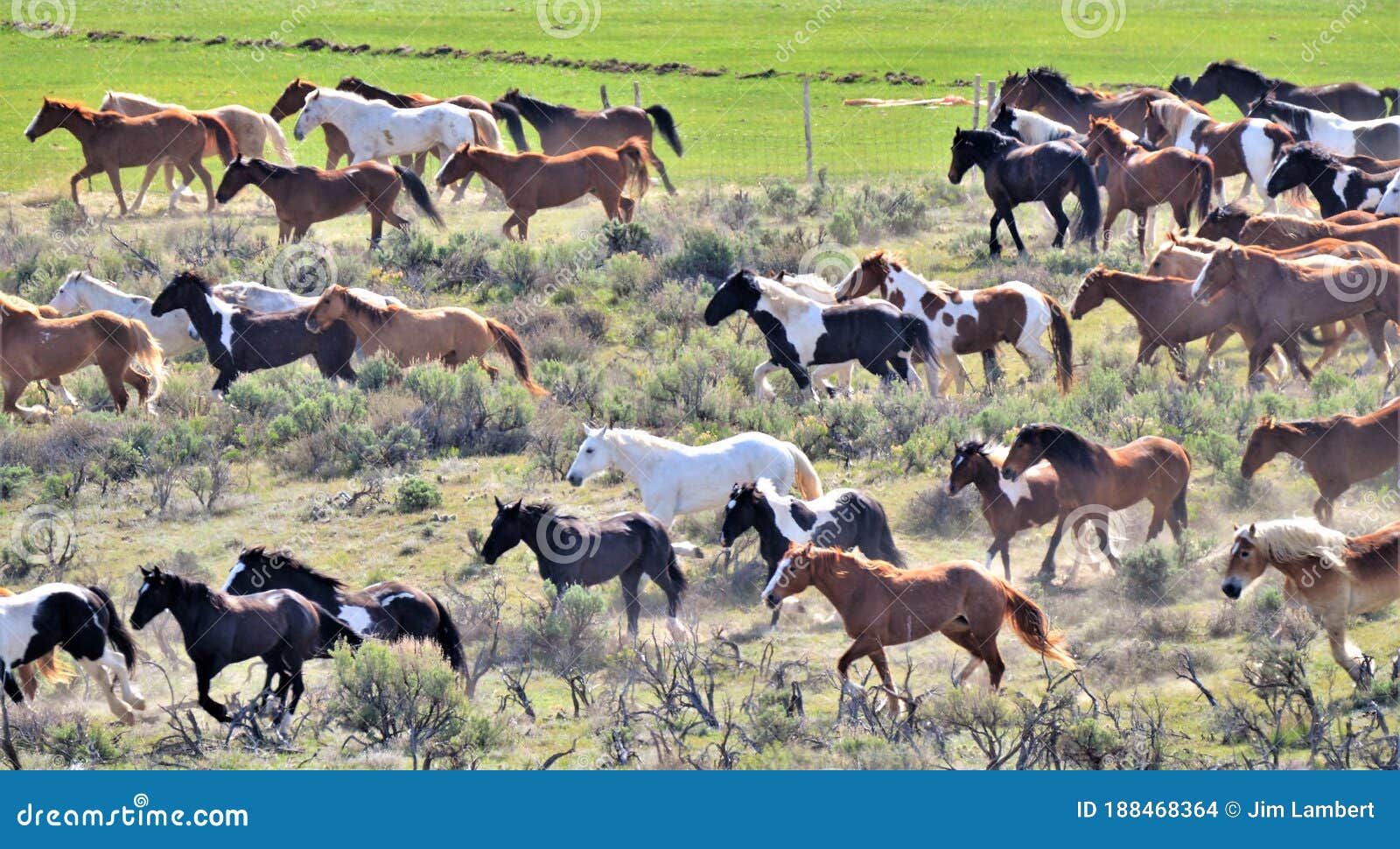 Manada De Caballos Corriendo En Colorado. Foto de archivo - Imagen de ...