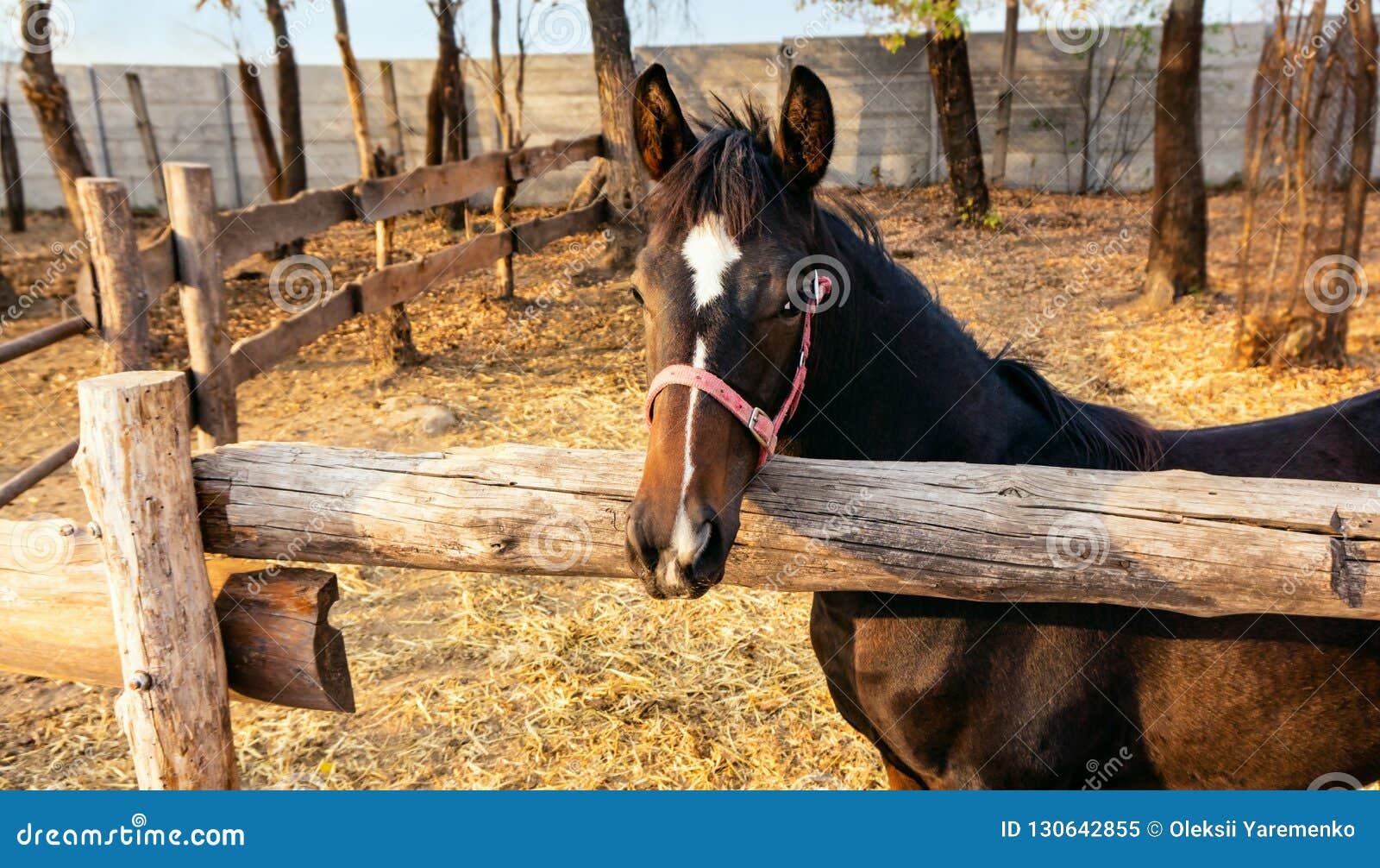 Caballos En Establo Fotos De Stock - Descarga 1,318 Fotos Libres de ...