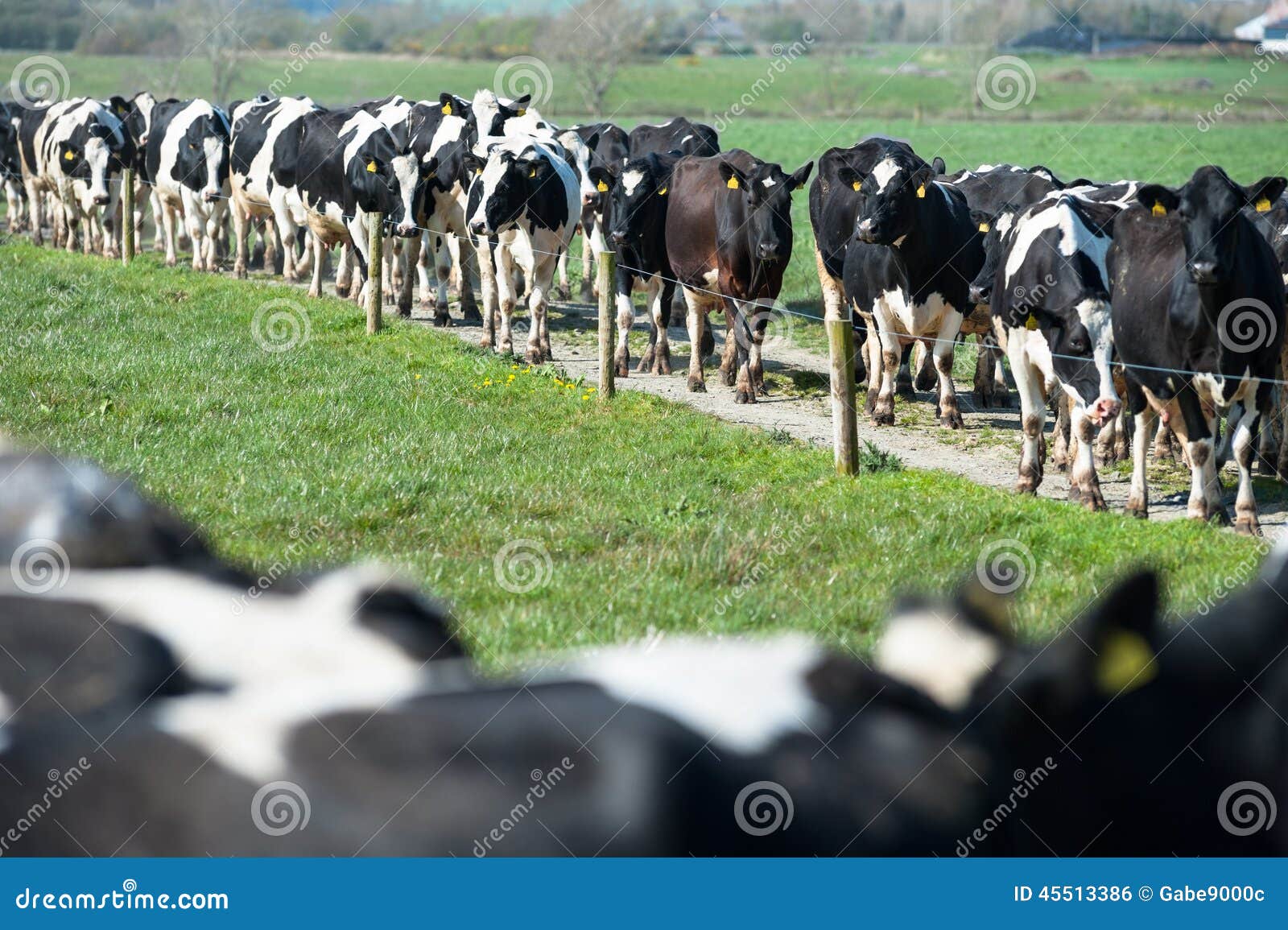 Manada De Caminar De Las Vacas Lecheras Foto de archivo - Imagen de ...