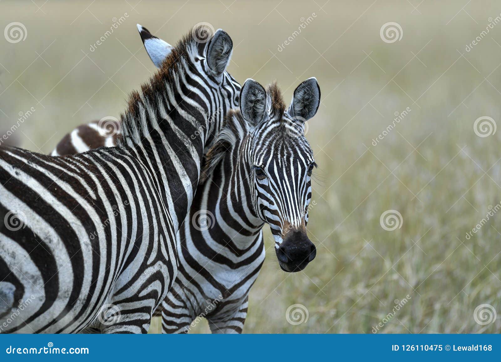 Manada De La Cebra En Masi Mara Imagen de archivo - Imagen de salvaje ...