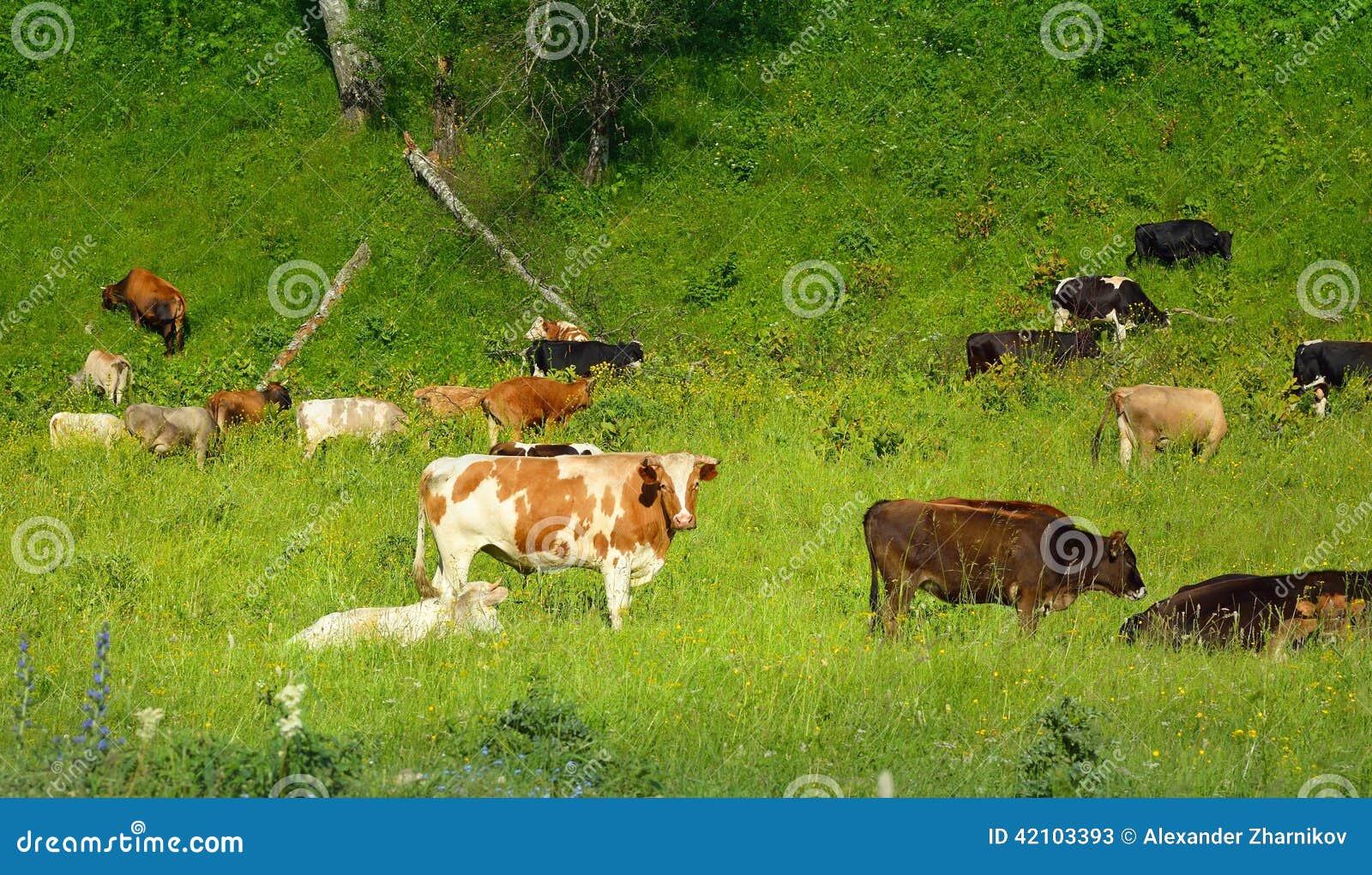 Manada de la vaca imagen de archivo. Imagen de arbusto - 42103393