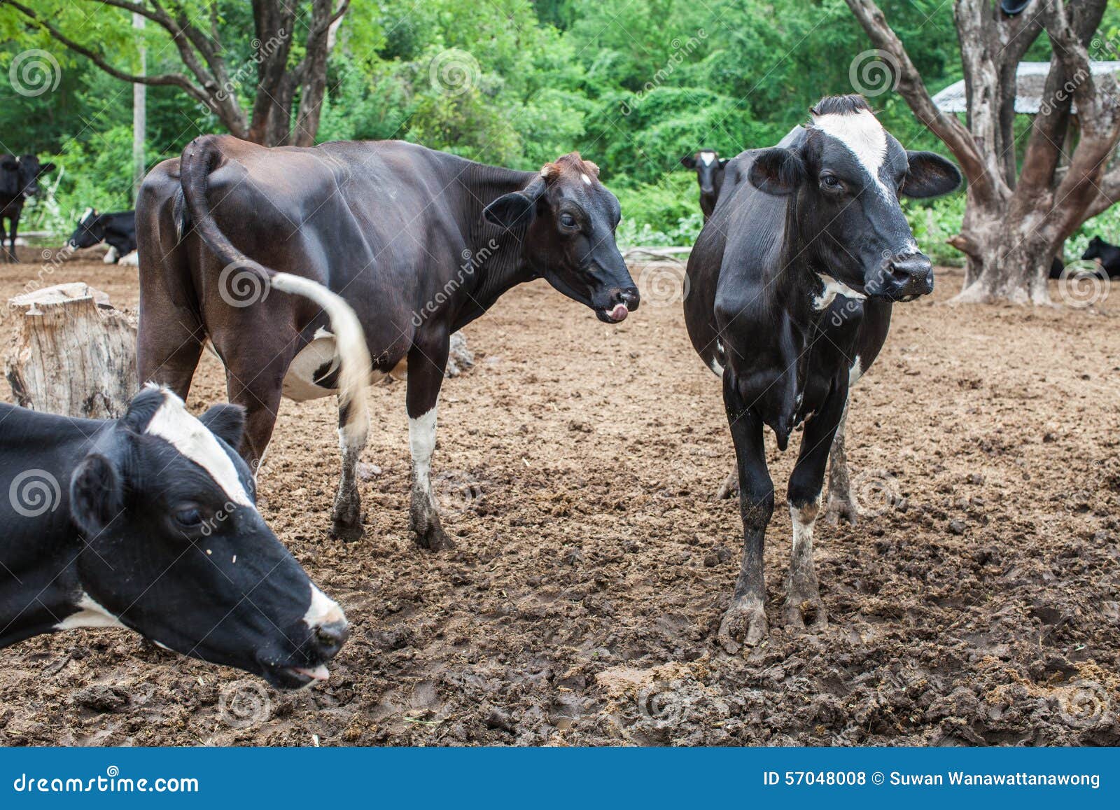 Manada De La Vaca De Leche En La Granja Foto de archivo - Imagen de ...
