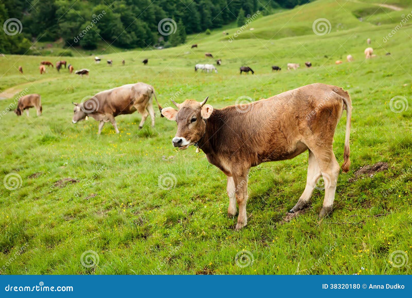 Manada De La Vaca En El Prado Verde Foto de archivo - Imagen de paisaje ...