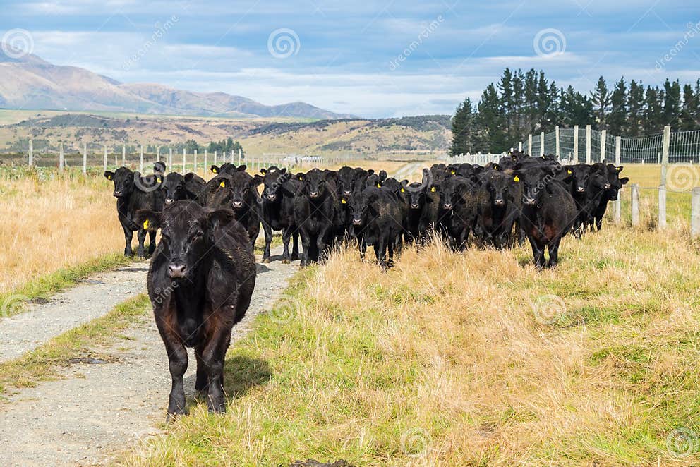 Manada De La Vaca, Nueva Zelanda Foto de archivo - Imagen de pasto ...