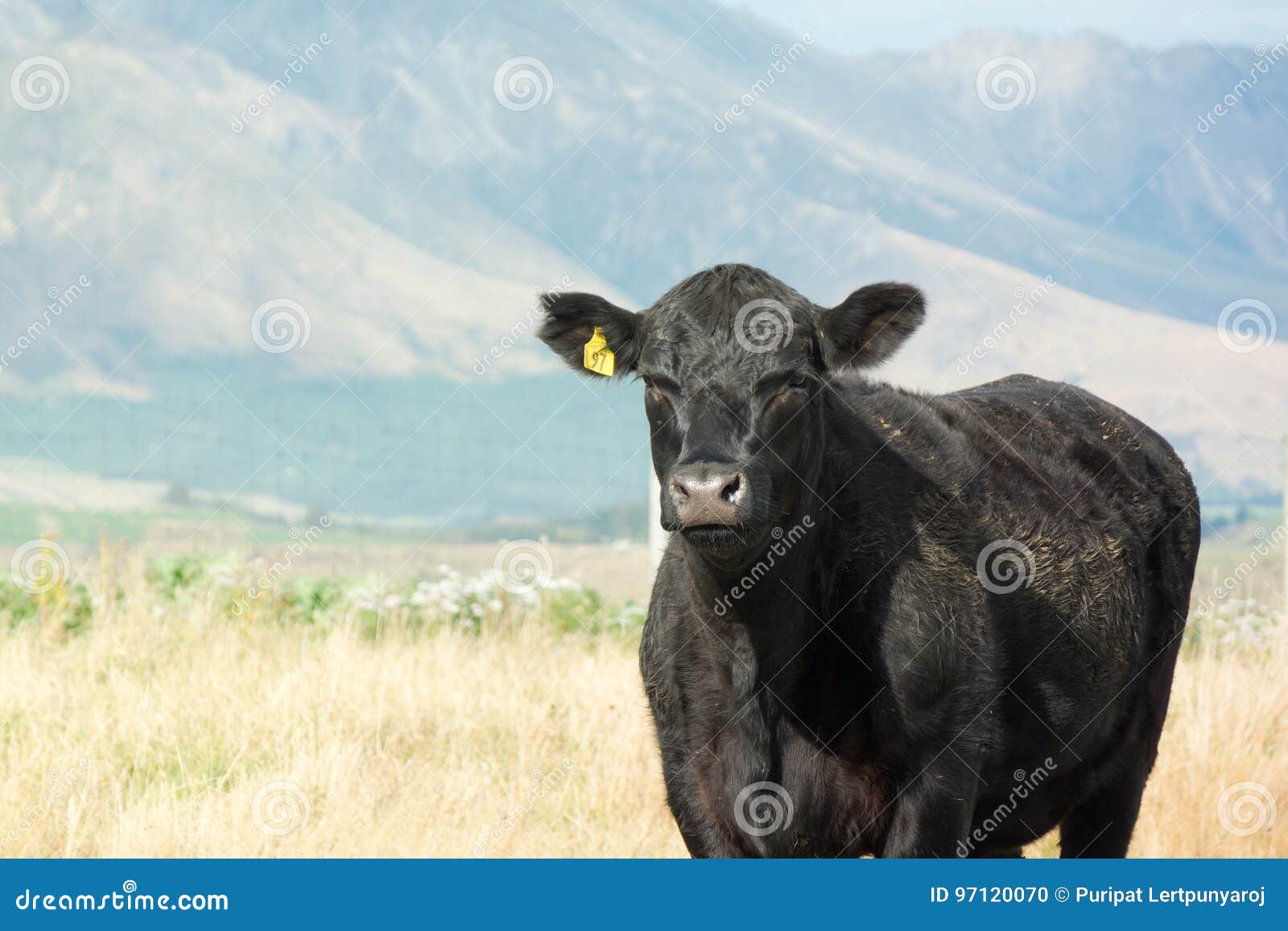 Manada De La Vaca, Nueva Zelanda Foto de archivo - Imagen de manada ...
