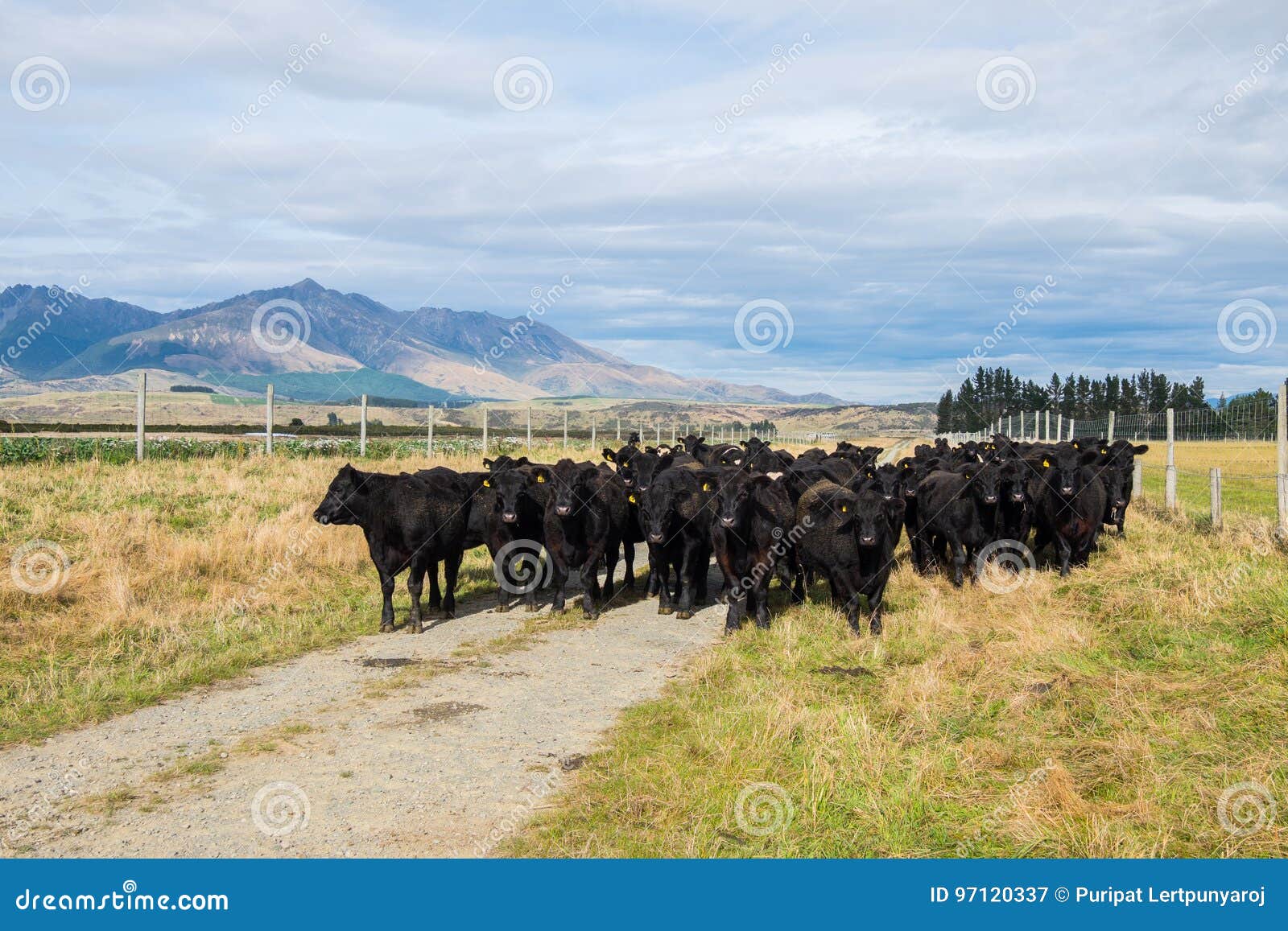 Manada De La Vaca, Nueva Zelanda Imagen de archivo - Imagen de hierba ...