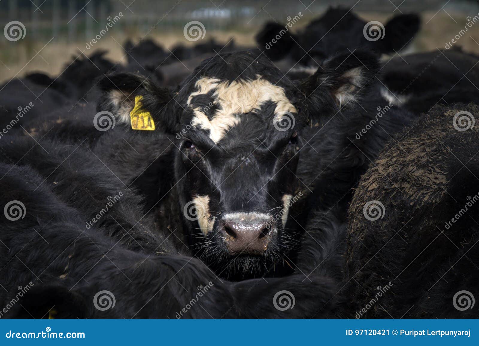 Manada De La Vaca, Nueva Zelanda Imagen de archivo - Imagen de multitud ...