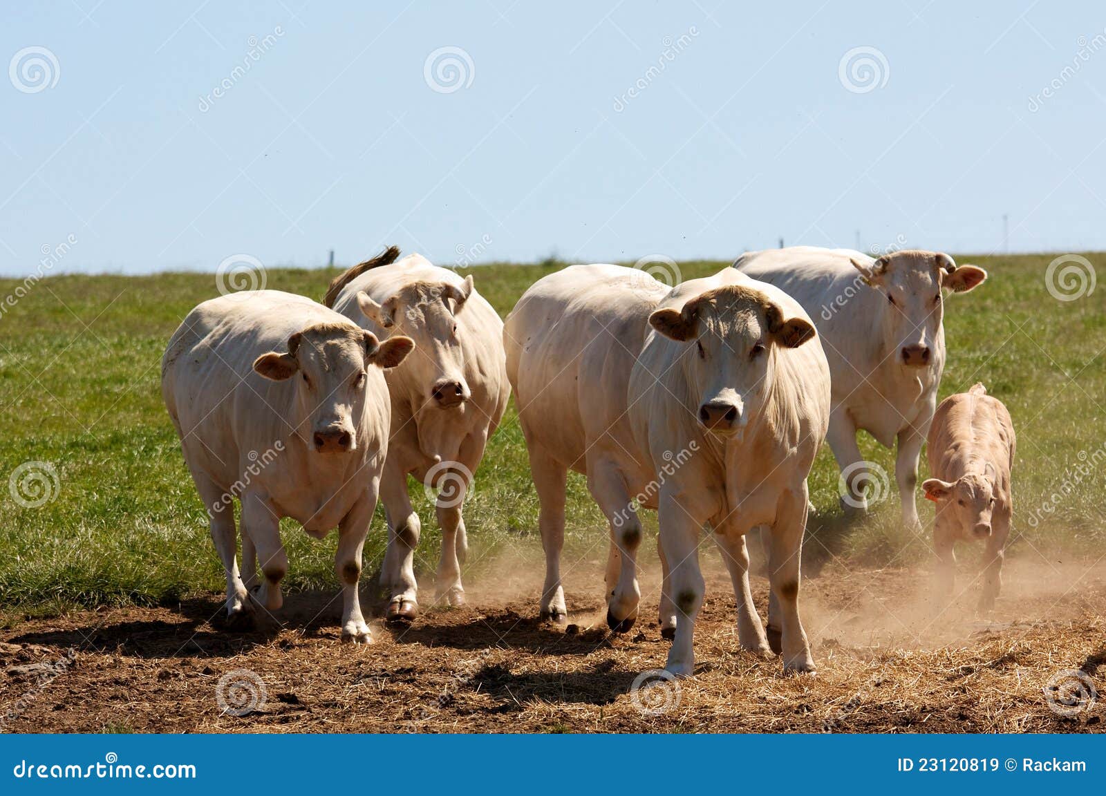 Manada De Las Vacas Blancas Imagen de archivo - Imagen de horizonte ...