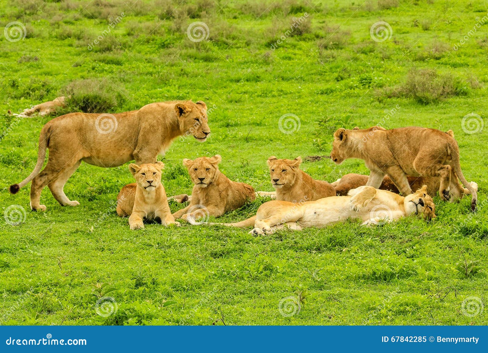 Manada de leones imagen de archivo. Imagen de gato, feroz - 67842285