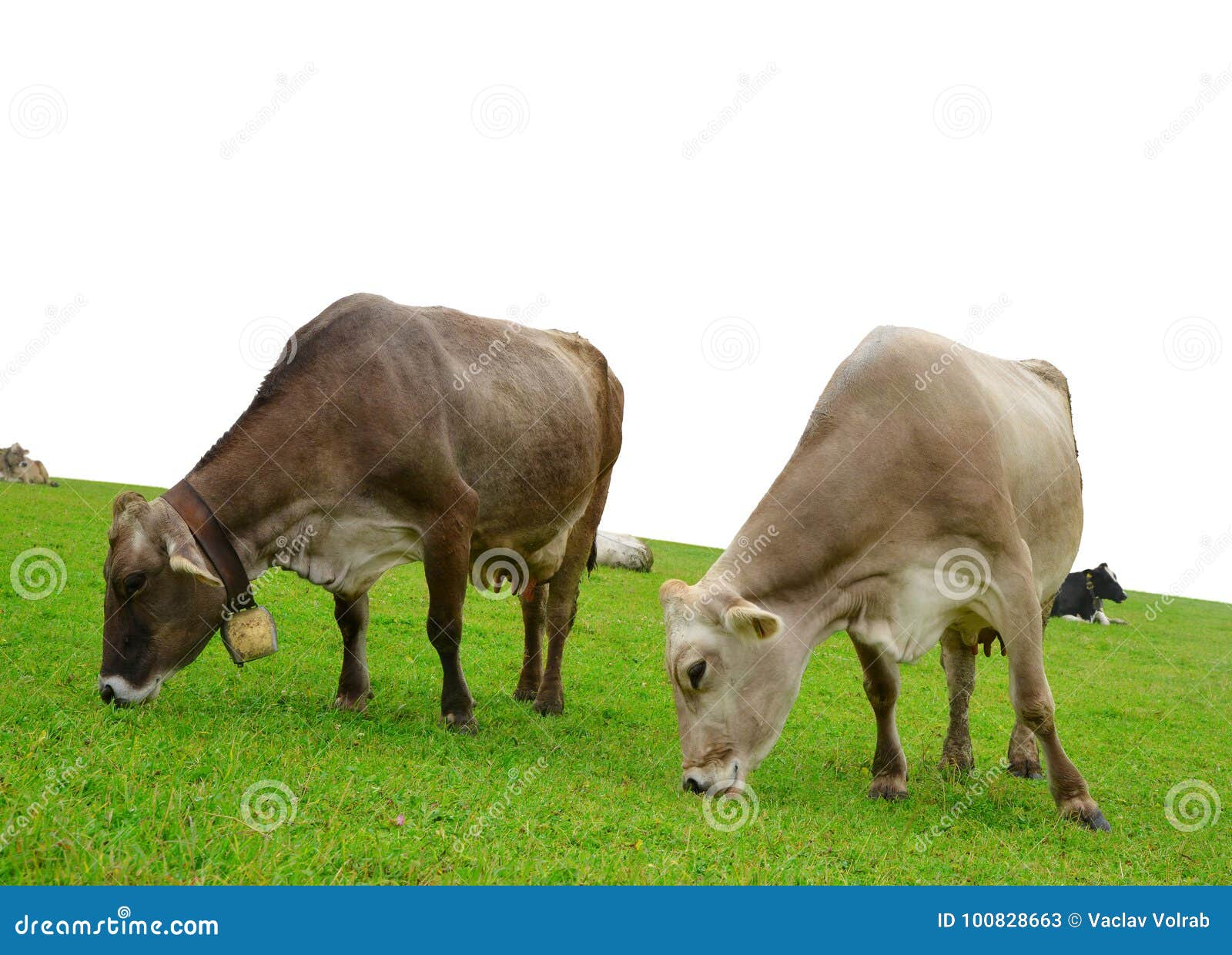 Manada de vacas imagen de archivo. Imagen de ganado - 100828663