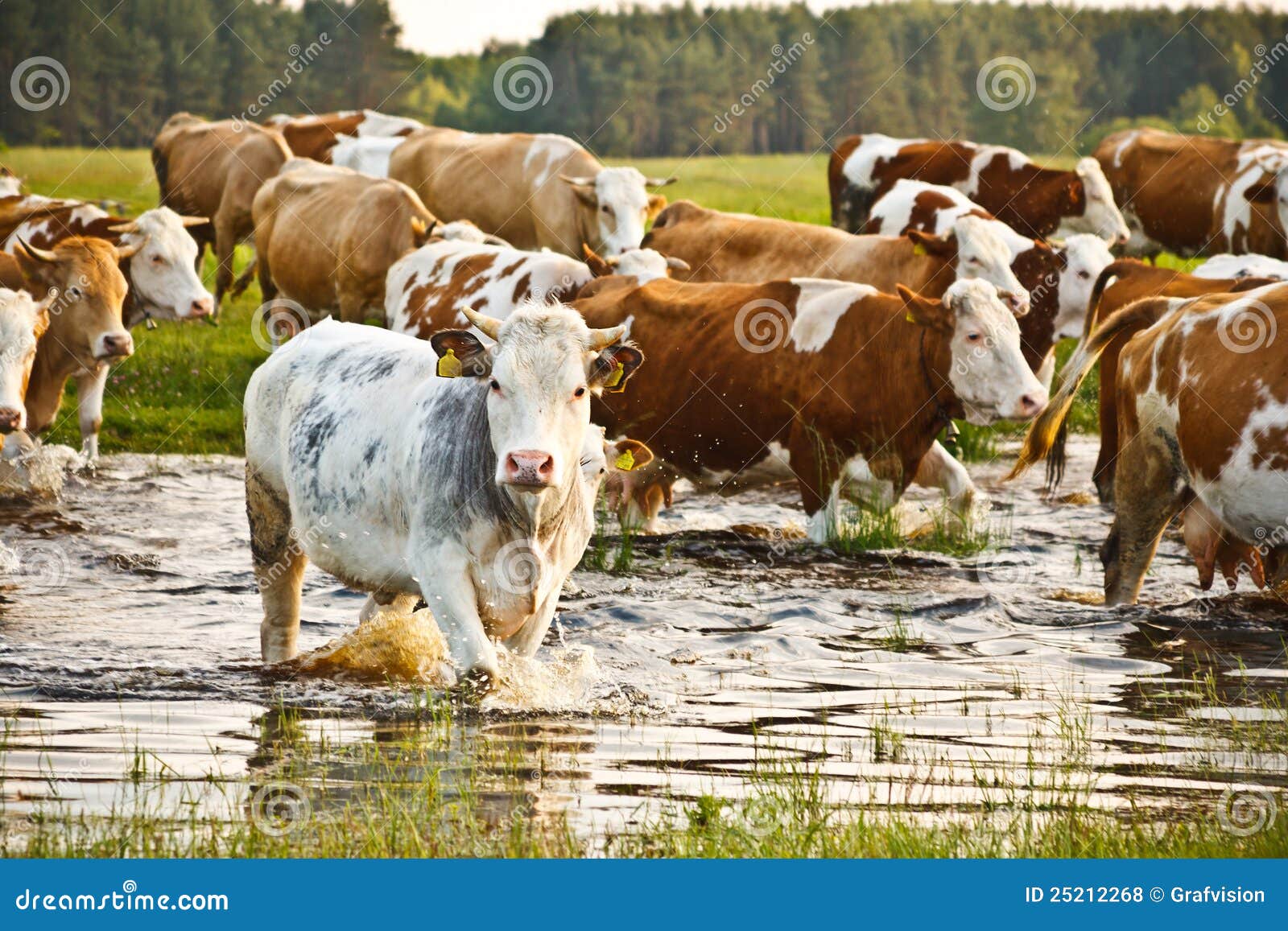 Manada de vacas foto de archivo. Imagen de agricultura - 25212268
