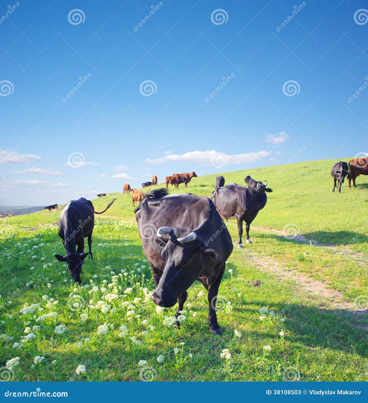 Manada de vacas imagen de archivo. Imagen de comer, grupo - 38108503