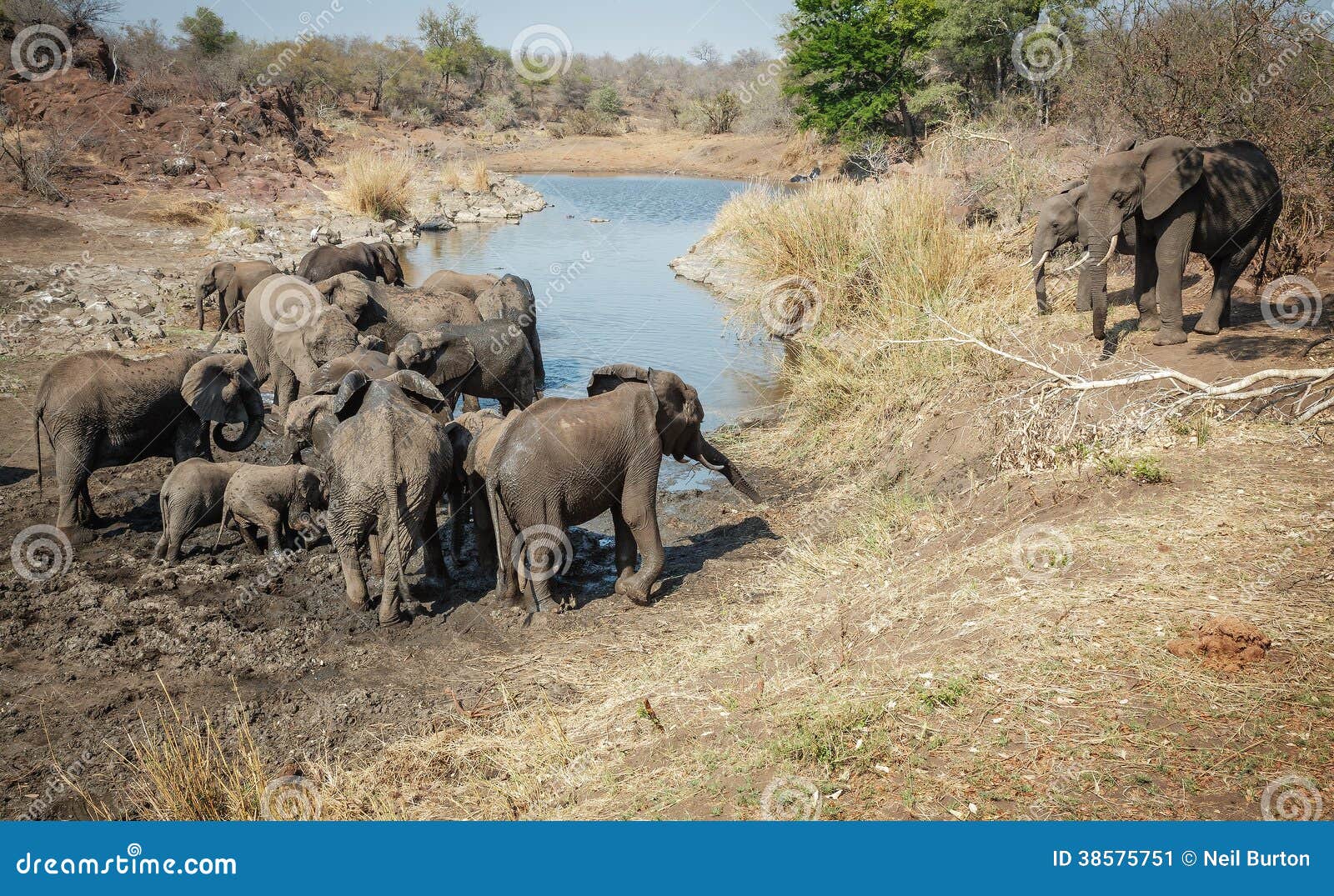 Manada Del Elefante En El Fango Imagen de archivo - Imagen de matriarca ...