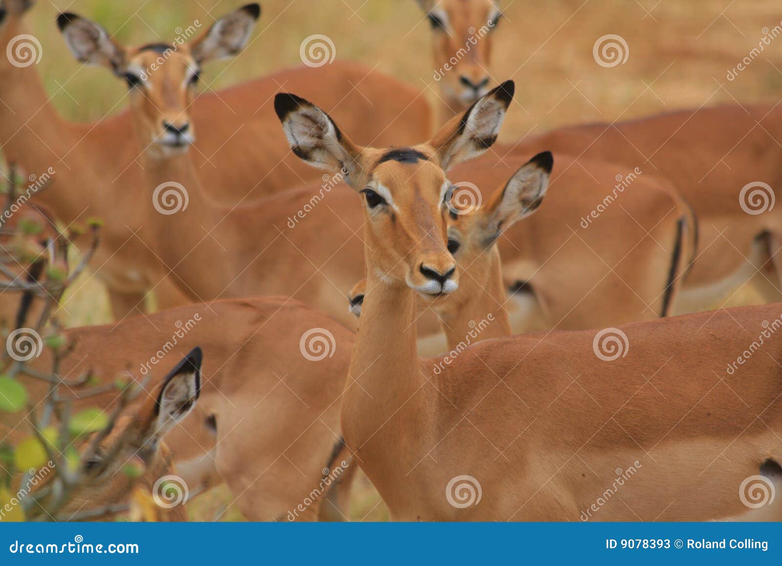 Manada Del Impala Imagen. Imagen: 9078393