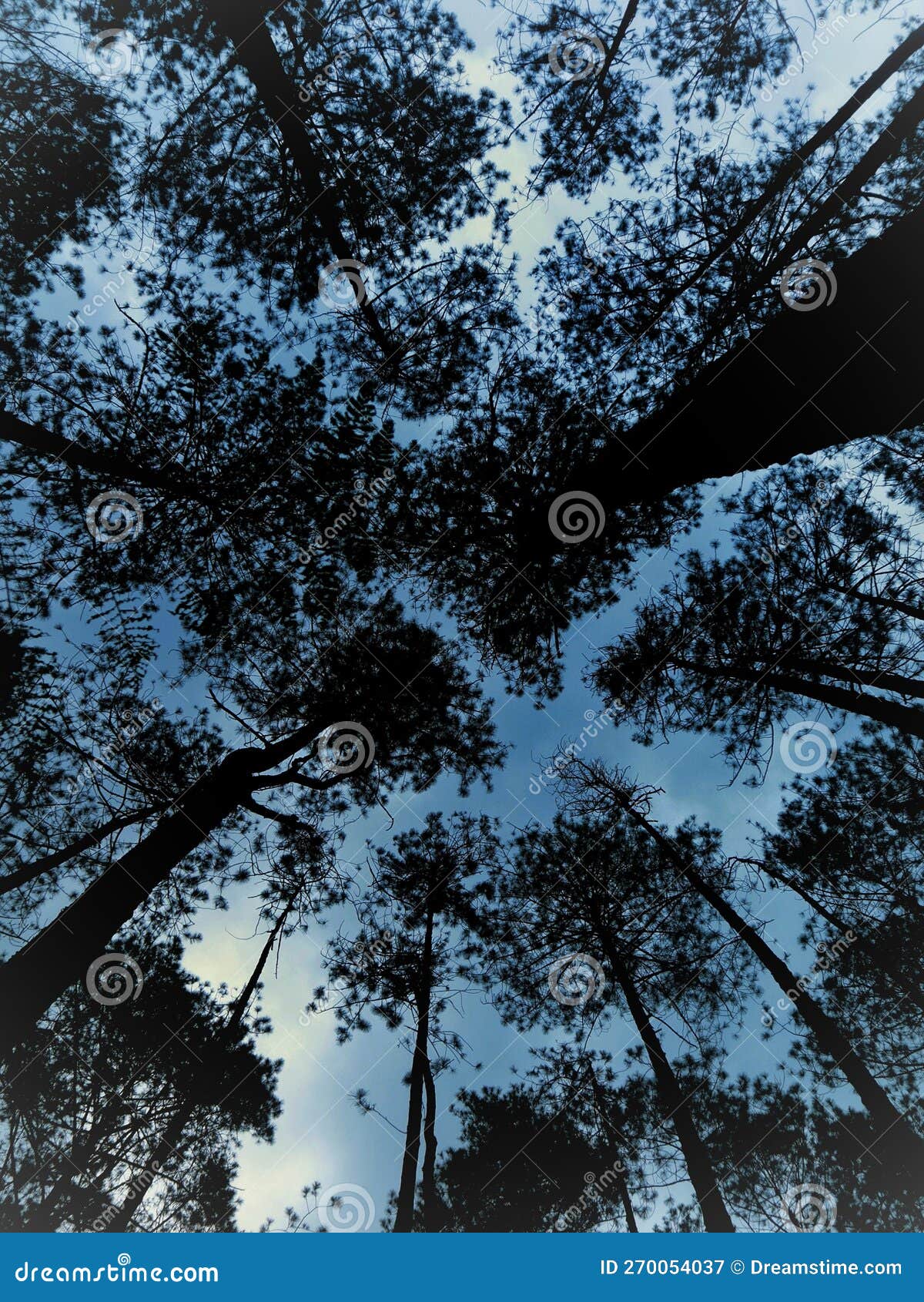 Managed Forest Perspective stock image. Image of blue - 270054037