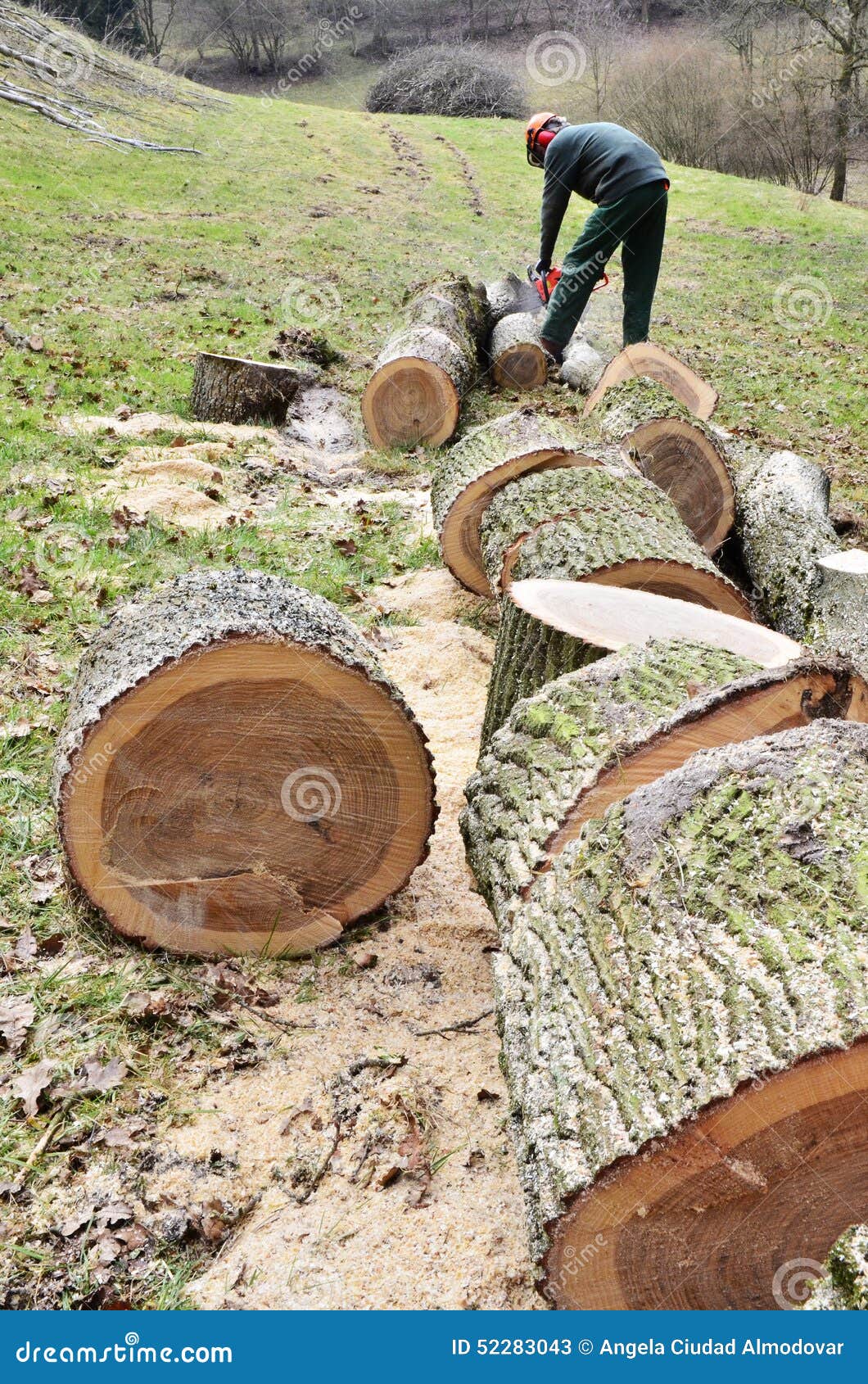 Management of Forests, Forestry Practices Stock Image - Image of ...