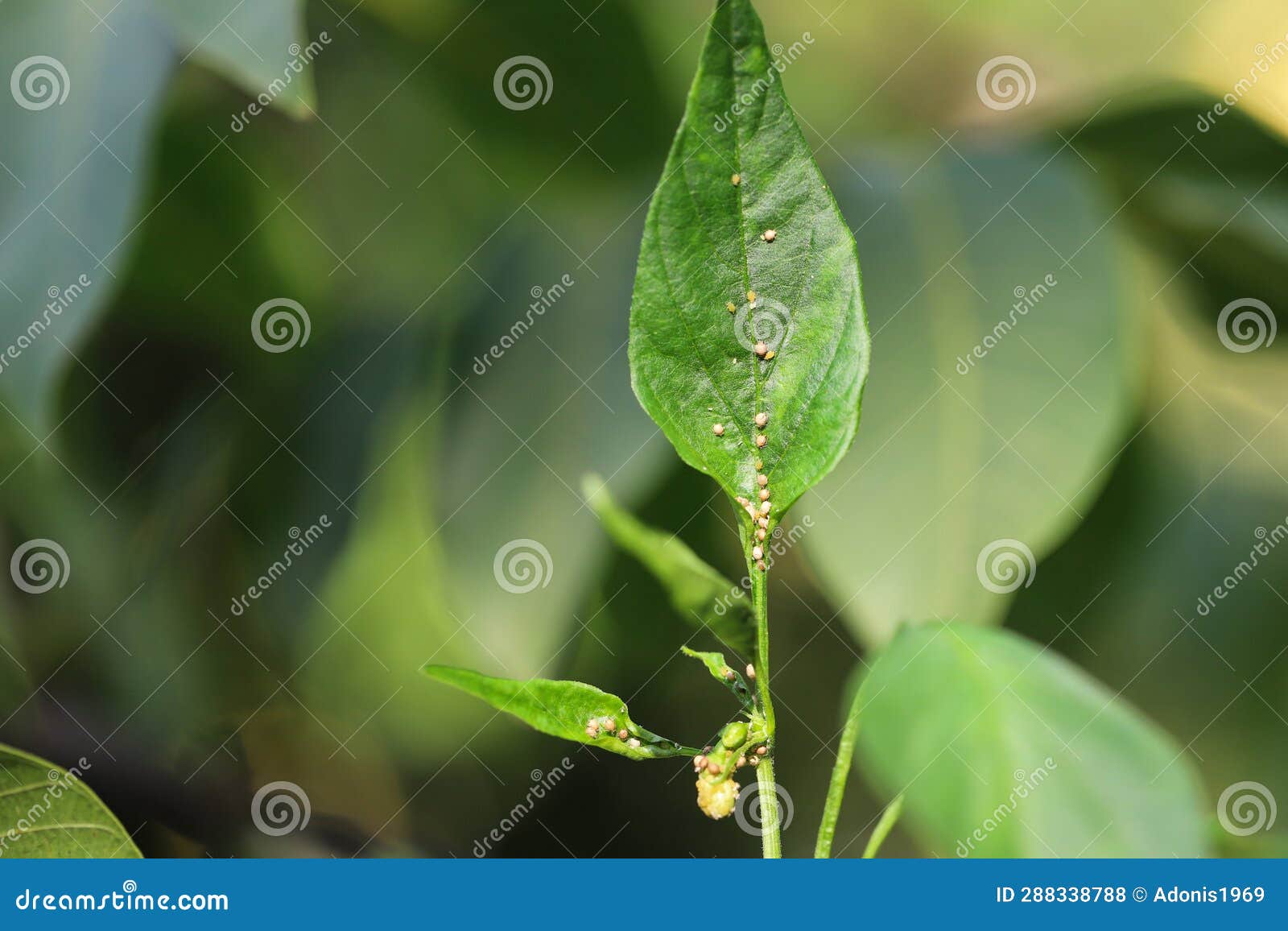Aphids on Pepper Plants stock photo. Image of species - 288338788