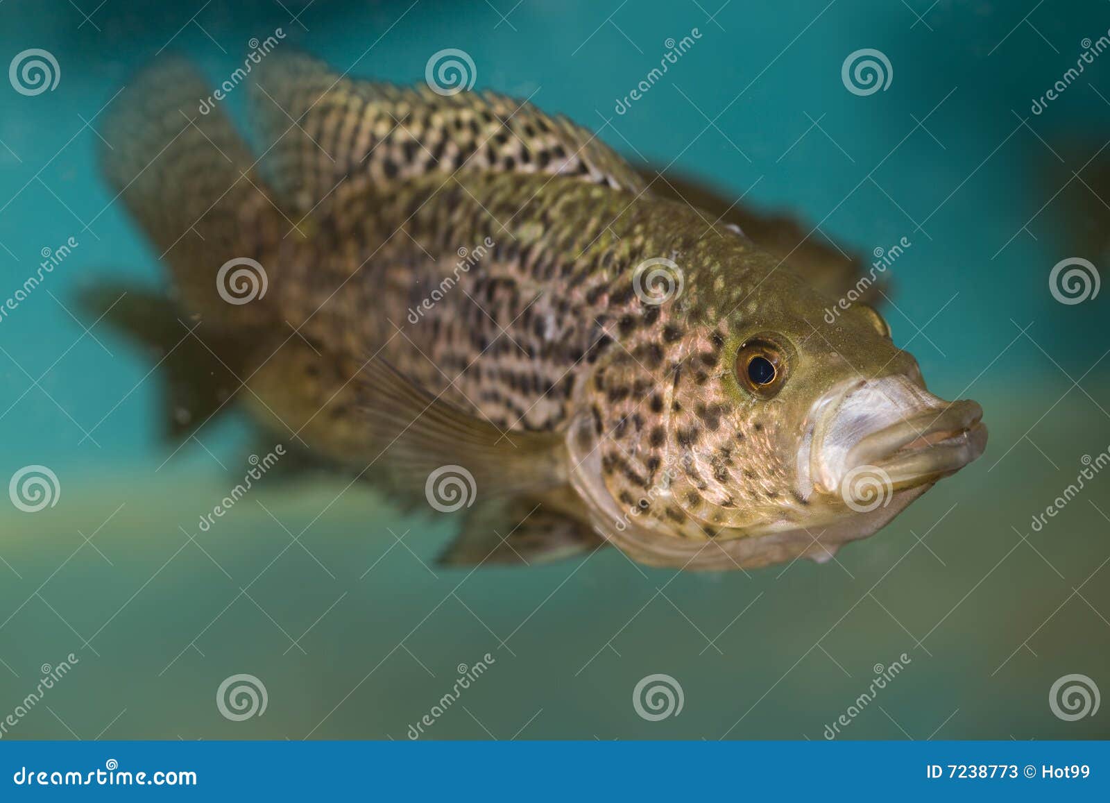 Jaguar Cichlid Teeth