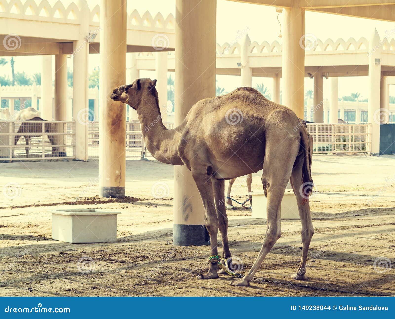 MANAMA, Bahrain - December 19, 2018: Camel on the Royal Camel Farm ...
