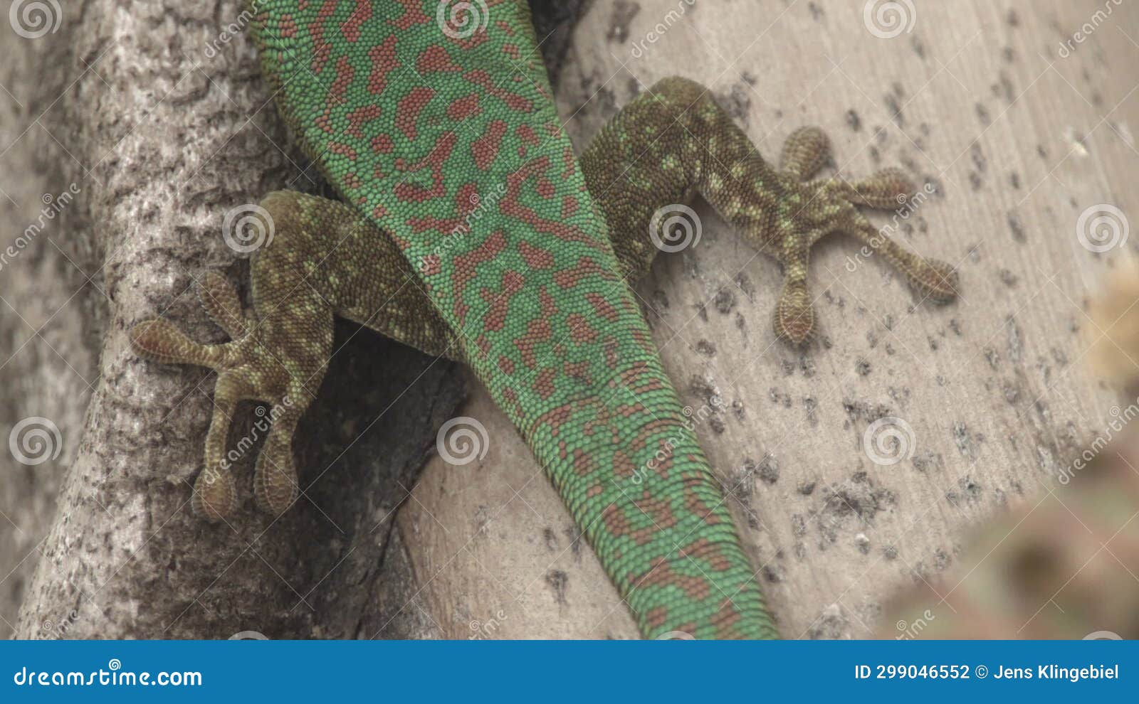 Manapany Gecko - La Reunion Stock Footage - Video of ocean, closeup ...