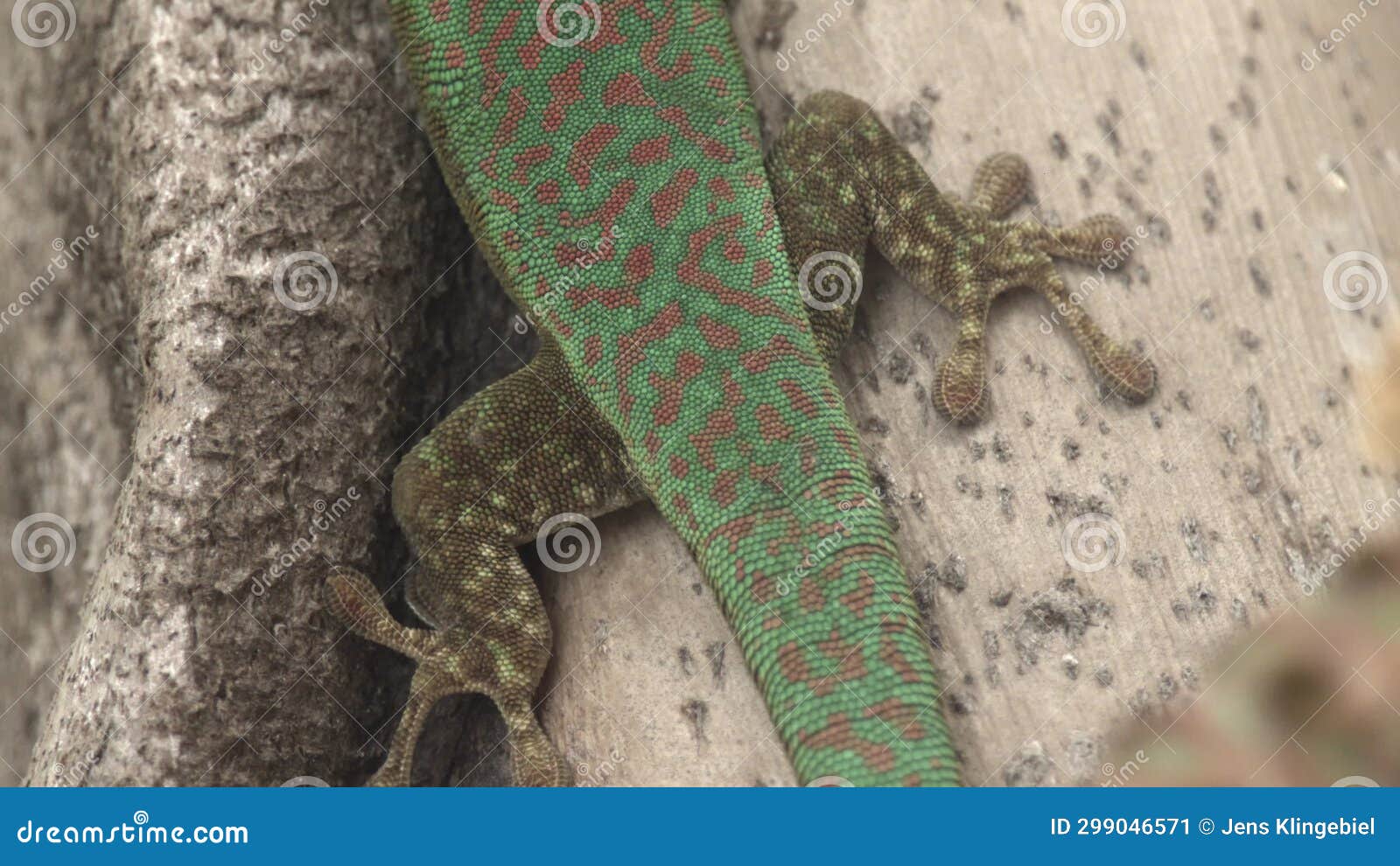 Manapany Gecko - La Reunion Stock Video - Video of white, closeup ...