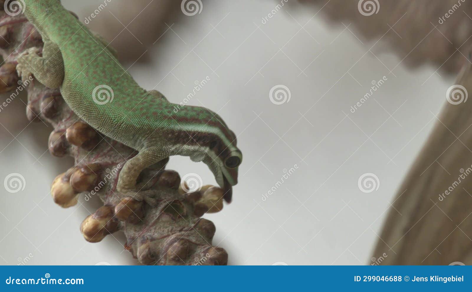 Manapany Gecko - La Reunion Stock Footage - Video of wild, green: 299046688