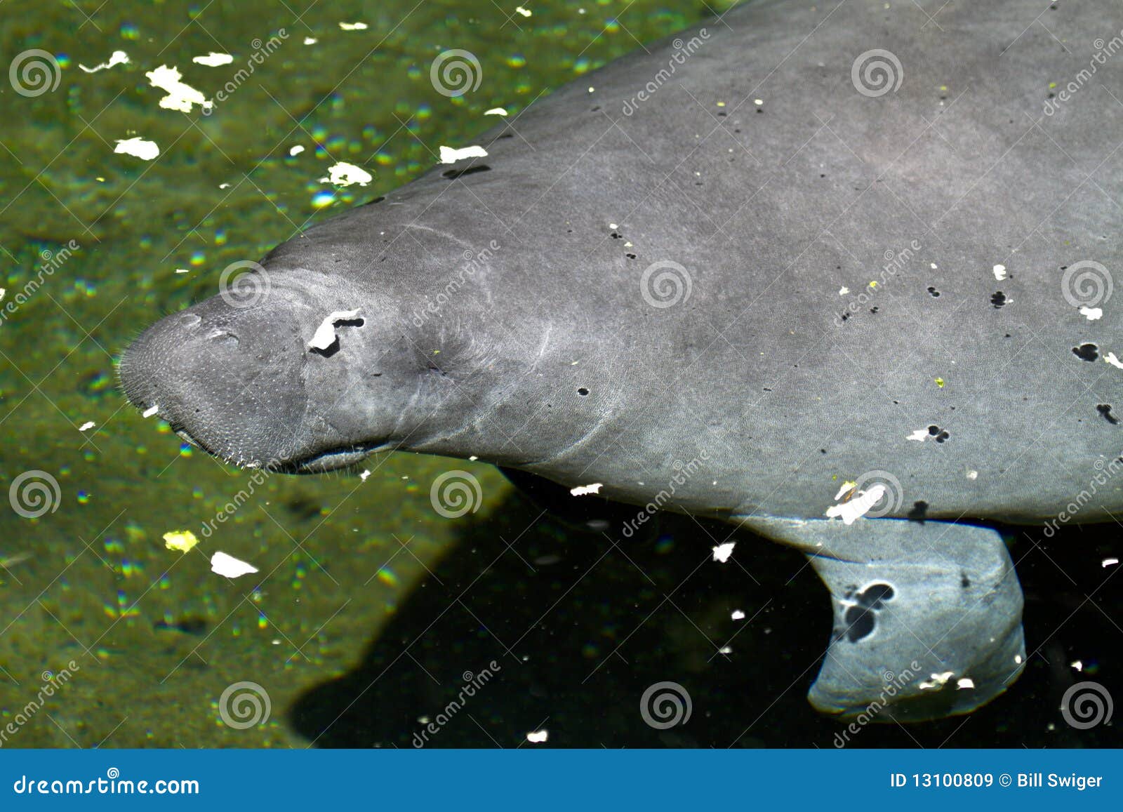 Manatee stock image. Image of aquatic, florida, life - 13100809