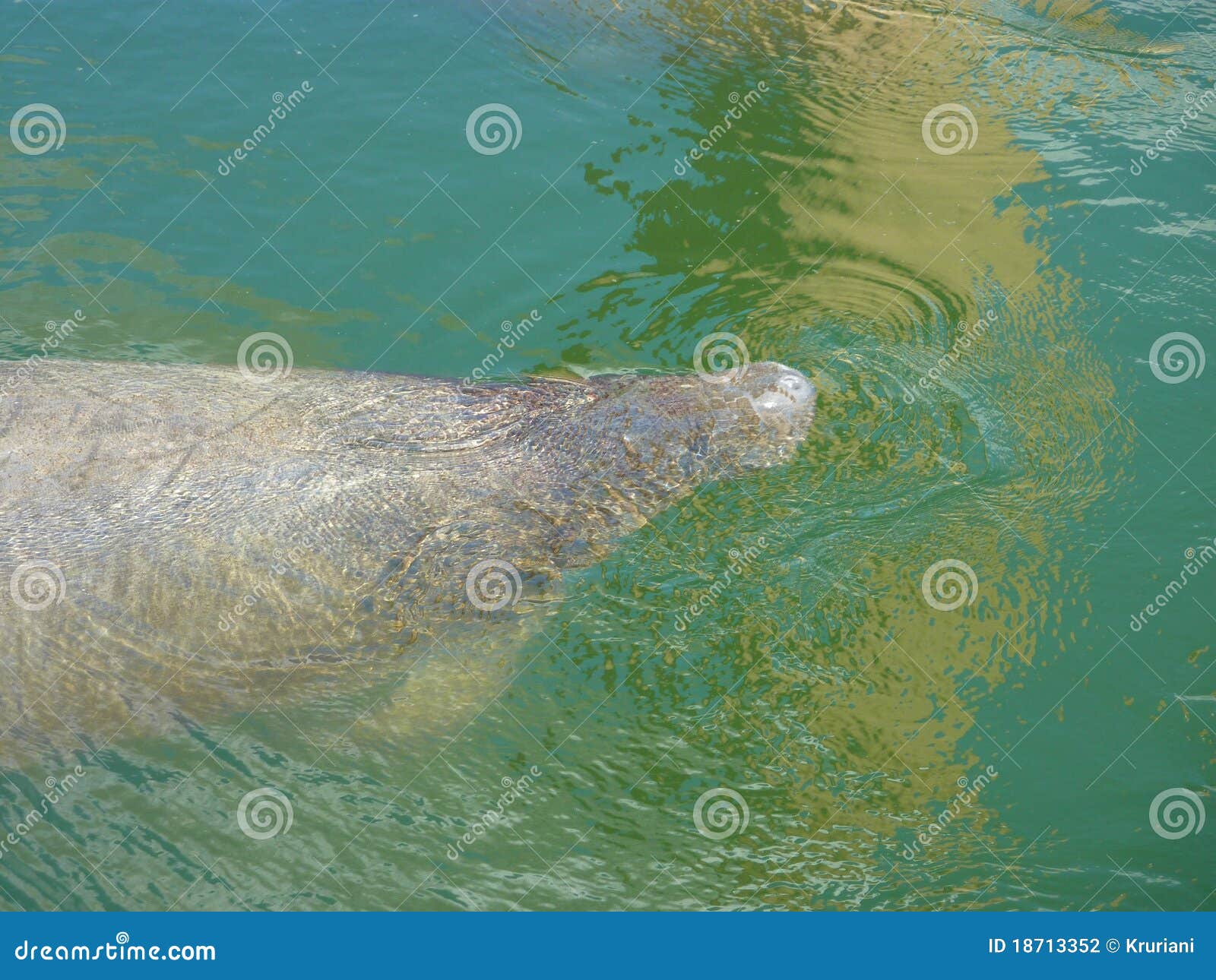 Manatee stock photo. Image of blue, nature, marine, protected - 18713352