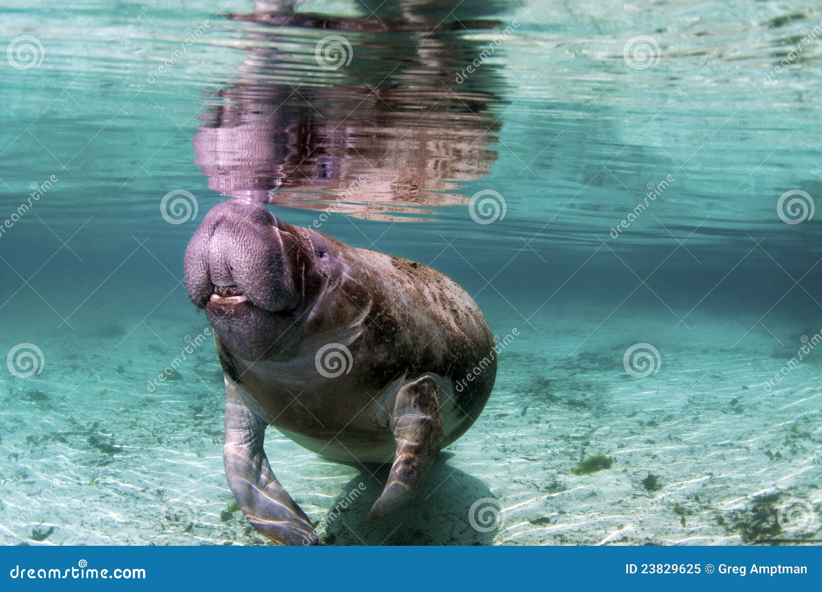 Manatee stock image. Image of wilderness, mammal, river - 23829625
