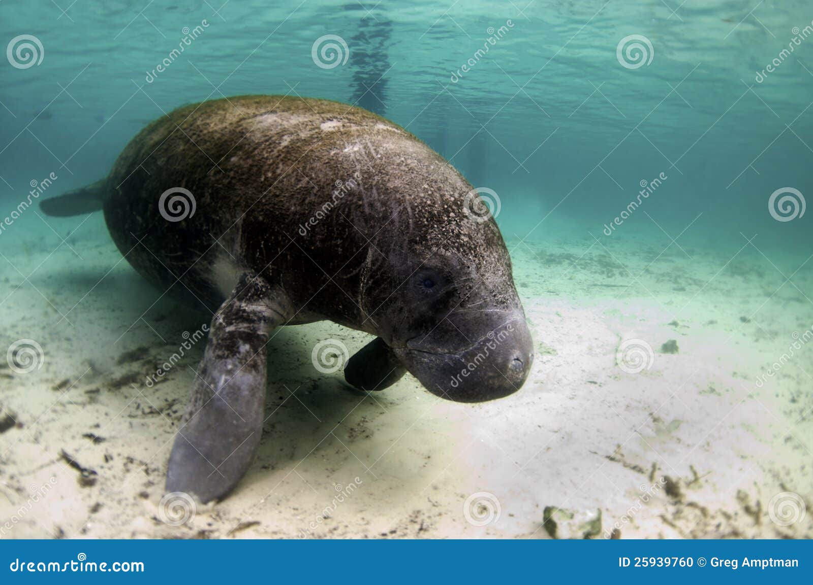 Manatee stock photo. Image of atlantic, india, water - 25939760