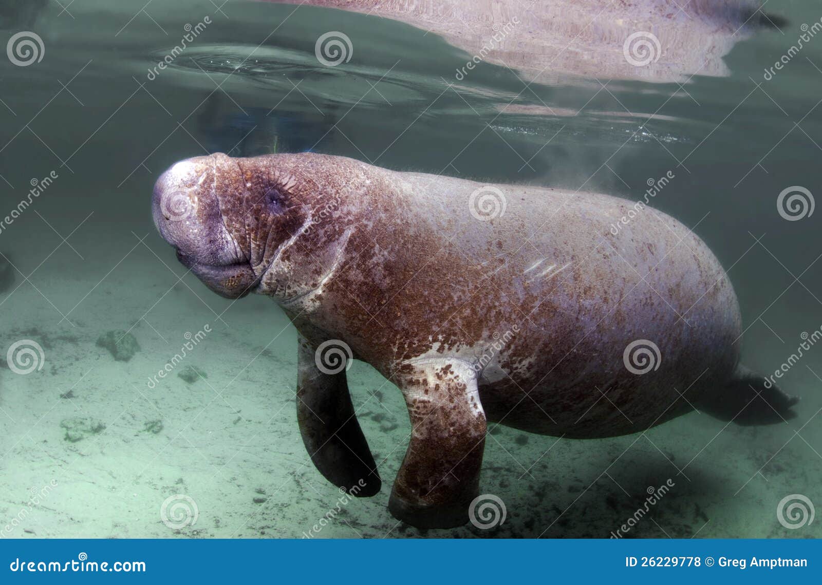 Manatee stock photo. Image of mammal, travel, manatee - 26229778
