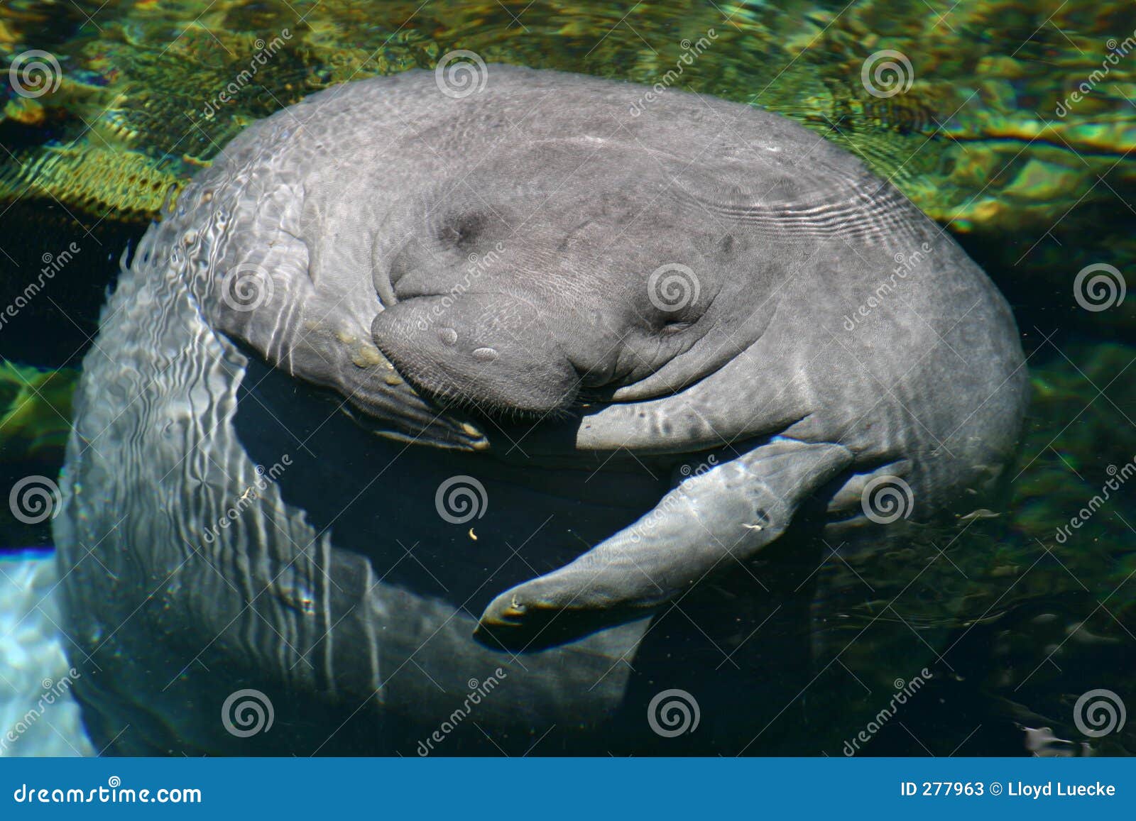 Manatee stock image. Image of laugh, endangered, water - 277963