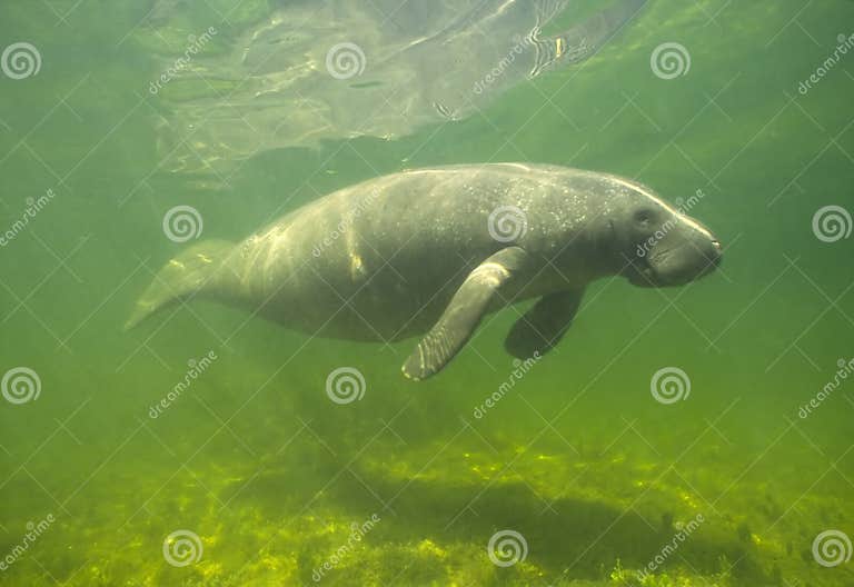Manatee stock image. Image of gentle, swimming, marinelife - 304301