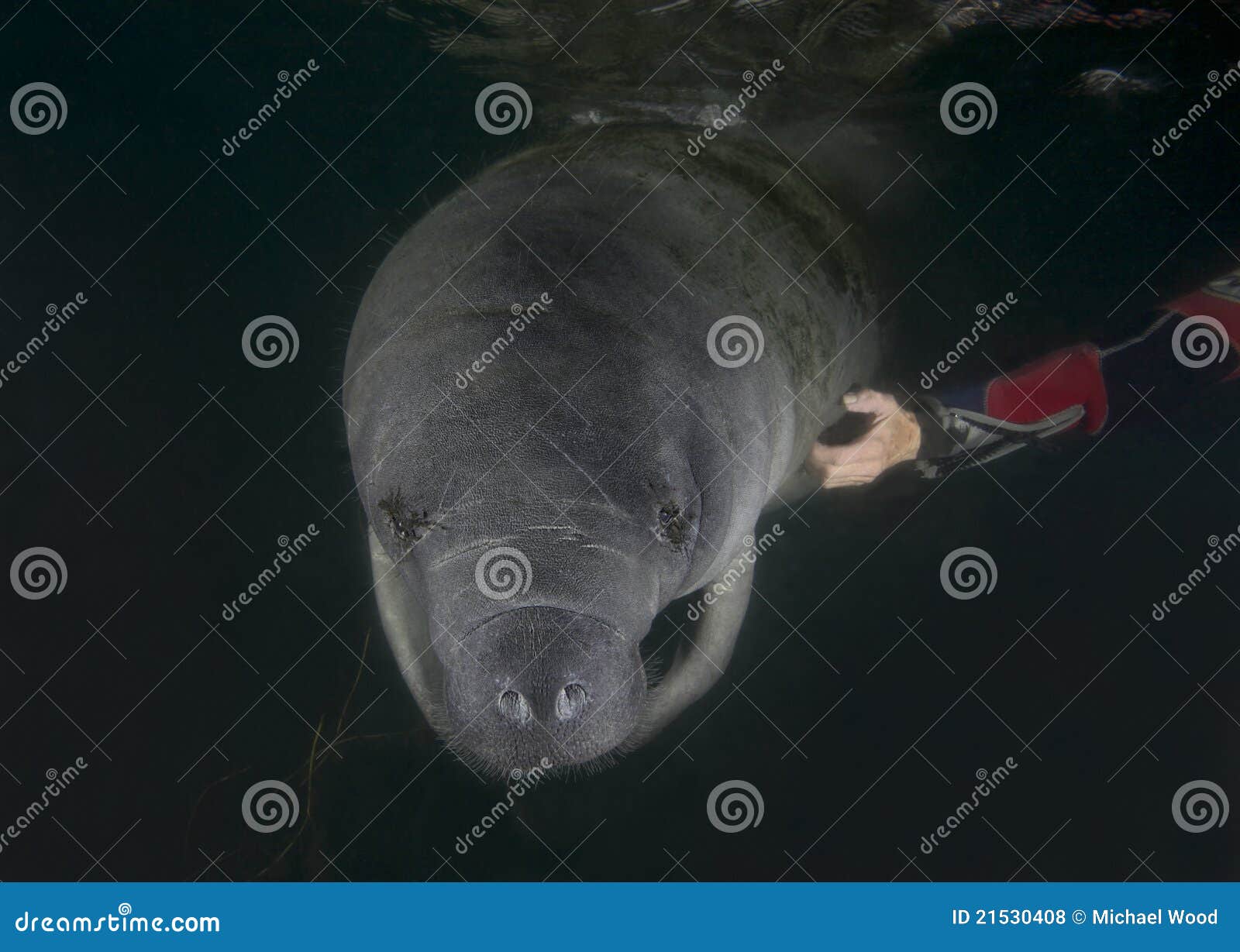 Manatee - Back Scratcher stock photo. Image of snorkeler - 21530408