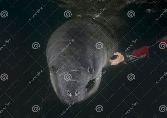 Manatee - Back Scratcher stock photo. Image of snorkeler - 21530408
