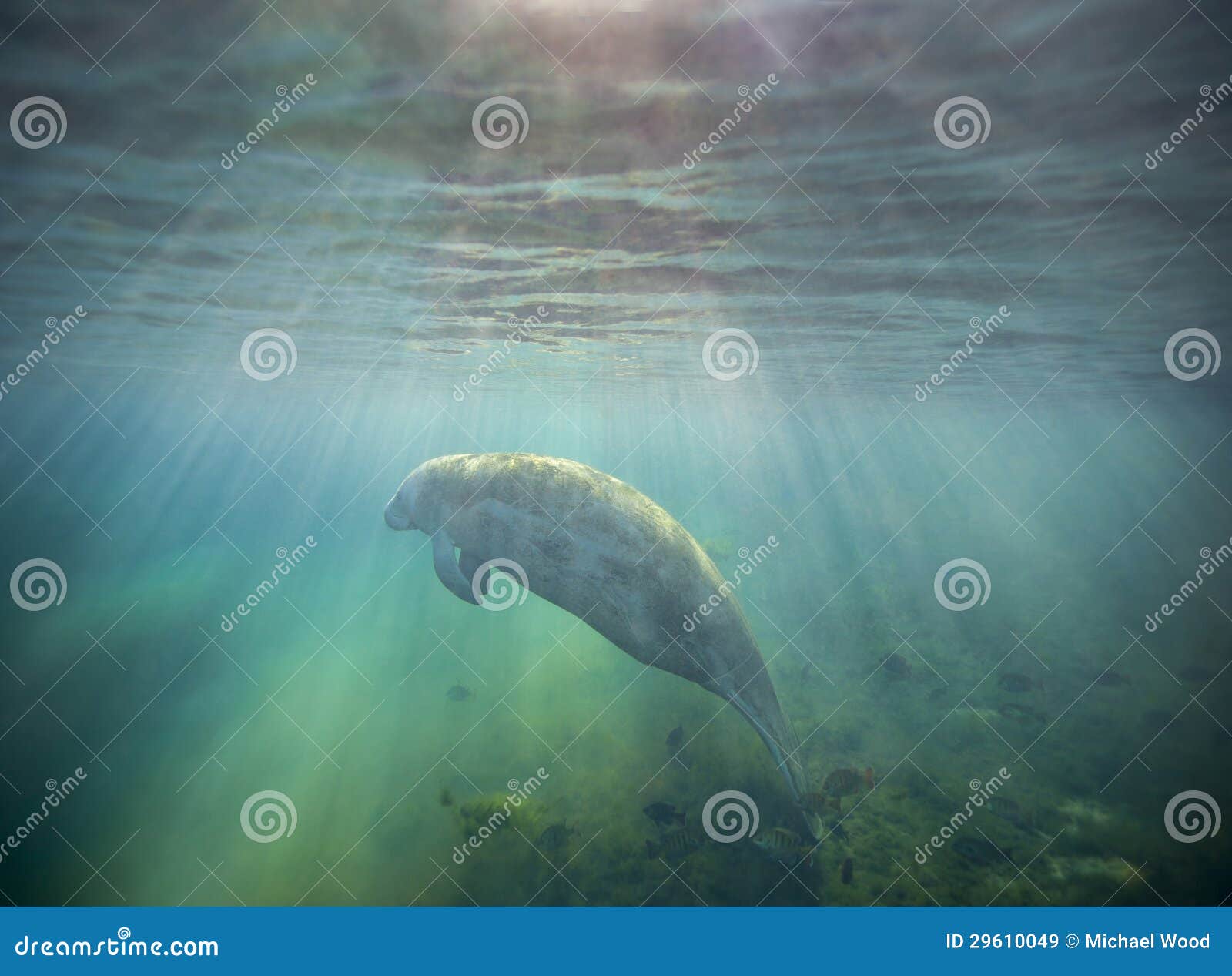Manatee Basking in Evening Sunset Stock Image - Image of degrees, fish ...