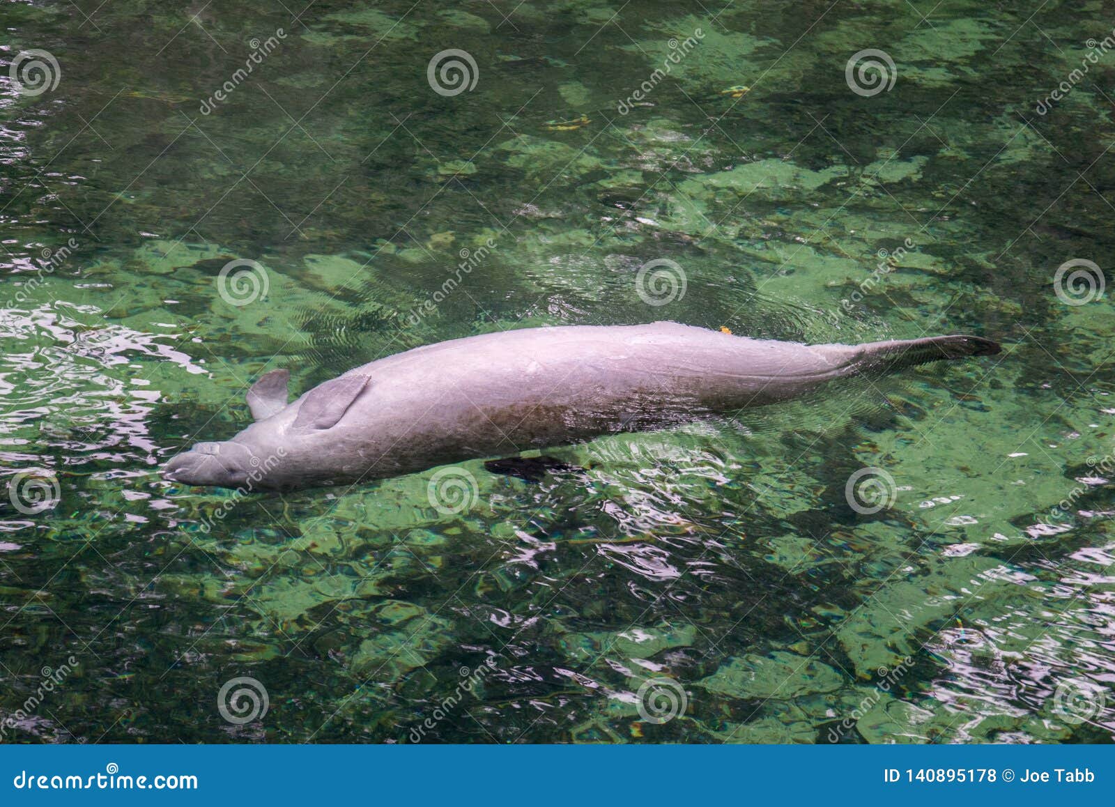 Manaatee Swimming on Its Back. Stock Photo - Image of back, river ...