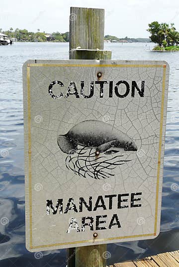Manatee Caution Sign stock photo. Image of indian, homosassa - 26814956