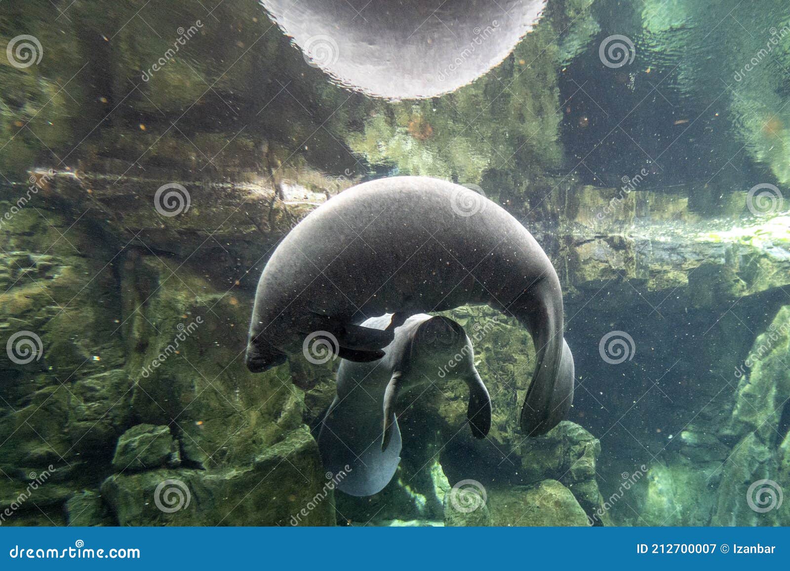 Manatee Close Up Portrait Looking at You Stock Image - Image of ...