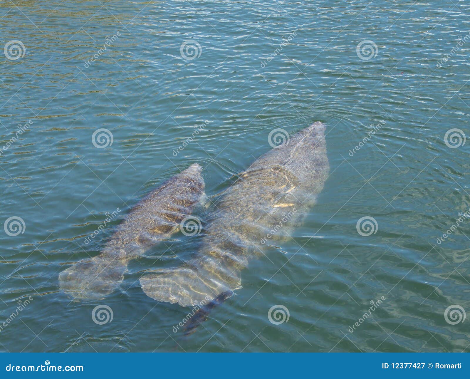 Manatee con el bebé imagen de archivo. Imagen de gris - 12377427